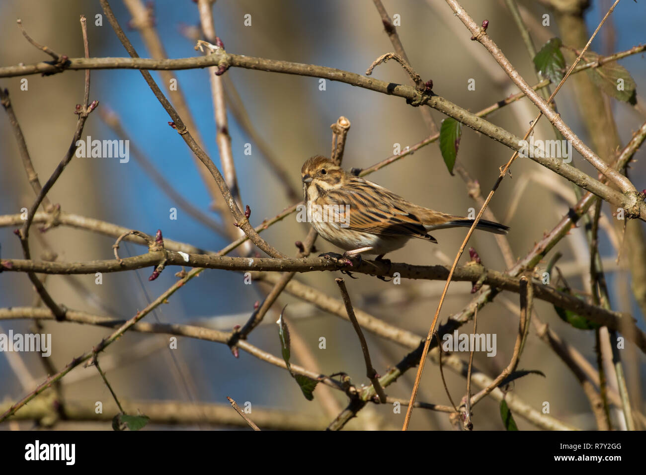 Female Reed Bunting Stock Photo - Alamy