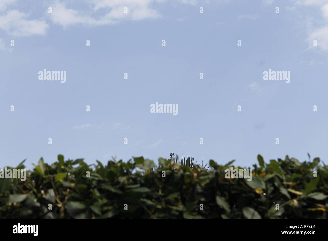 Green hedge and amazing sky with clouds Stock Photo - Alamy