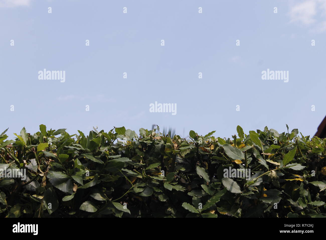 Green hedge and amazing sky with clouds Stock Photo - Alamy