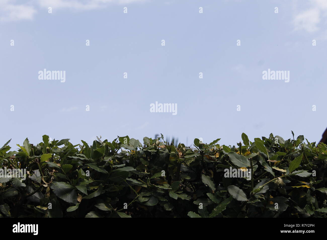 Green hedge and amazing sky with clouds Stock Photo - Alamy