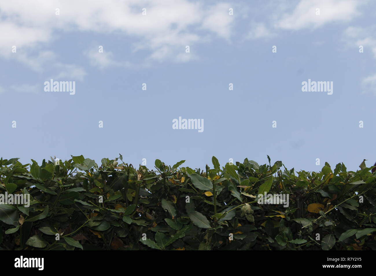 Green hedge and amazing sky with clouds Stock Photo - Alamy