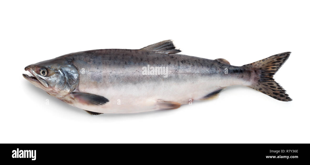 Atlantic fish hi-res stock photography and images - Alamy