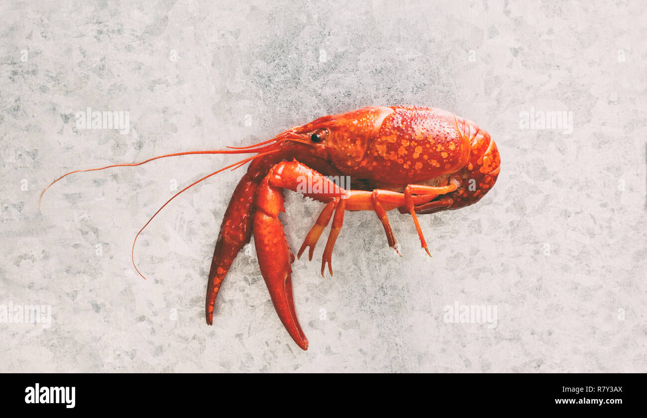 Single red crawfish on a galvanized steel background Stock Photo - Alamy