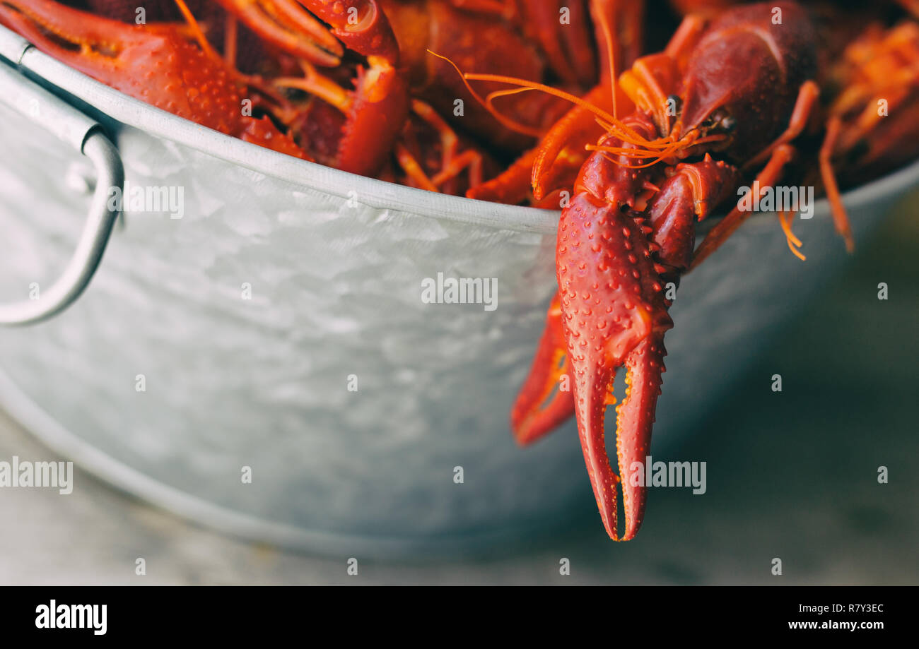 Louisiana swamp crayfish hi-res stock photography and images - Alamy