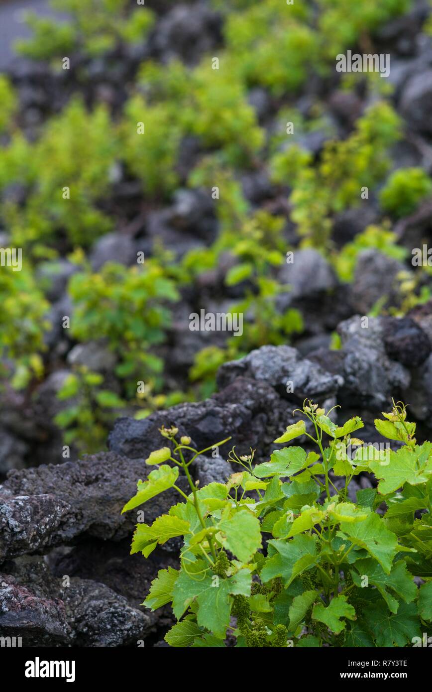 Volcanic rock vineyards hi-res stock photography and images - Alamy