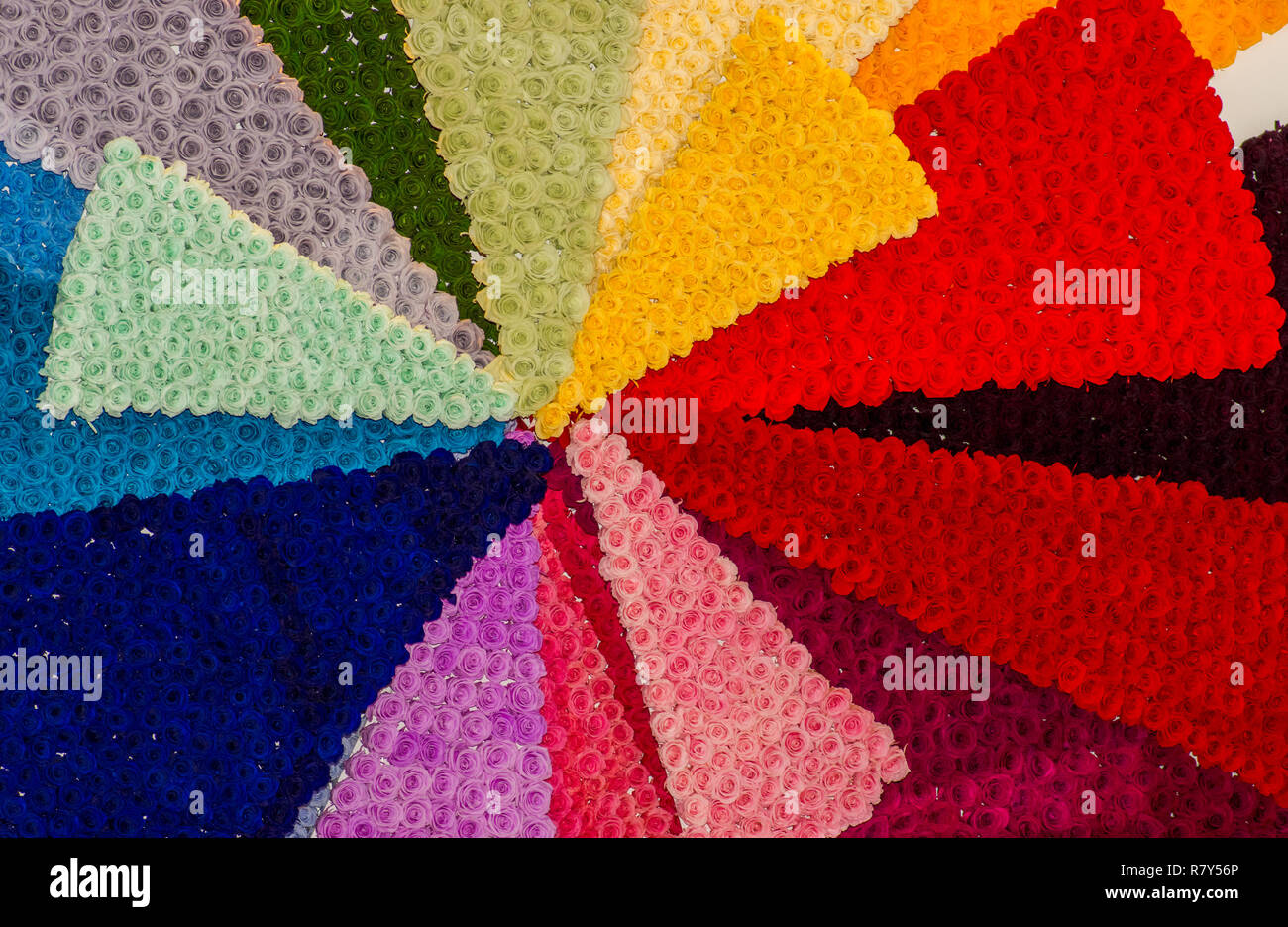 Close up of thousand of flowers in a perfect synchrony creating a ...