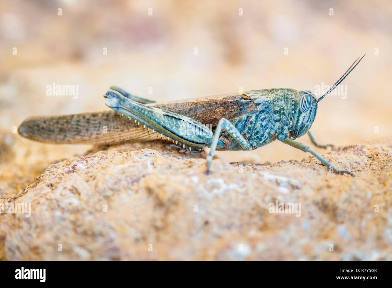 Cotton locust hi-res stock photography and images - Alamy