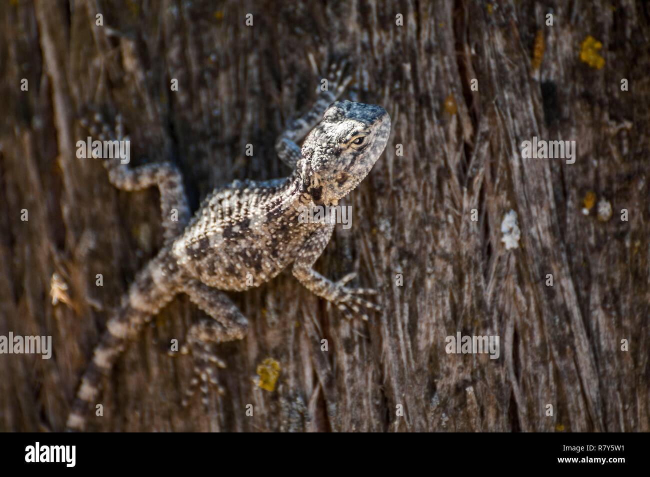 Turkey, Aegean region, Denizli province, lizard on a tree trunk in the ...