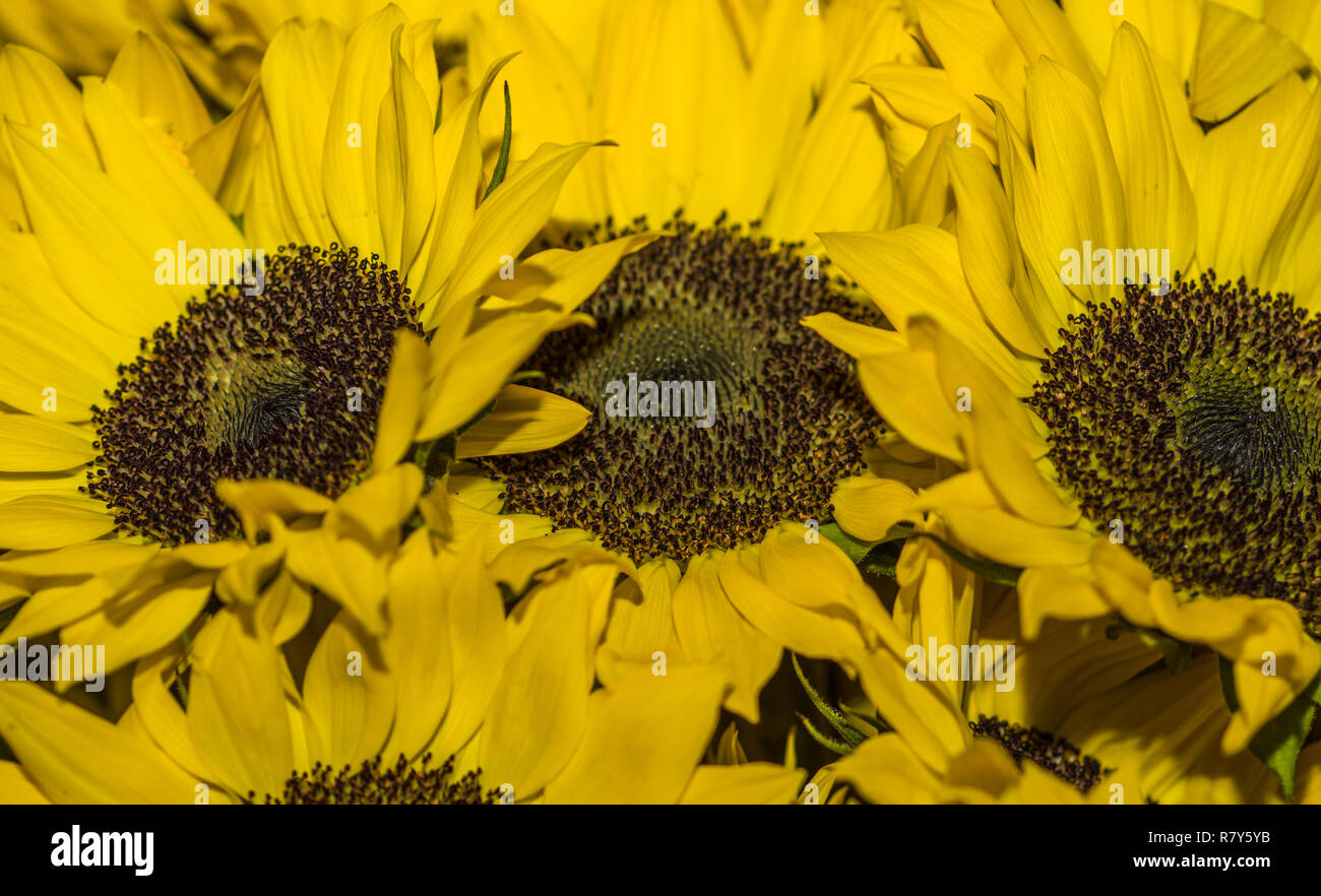Closeup of beautiful sunflower in market with blurred sunflowers behind ...