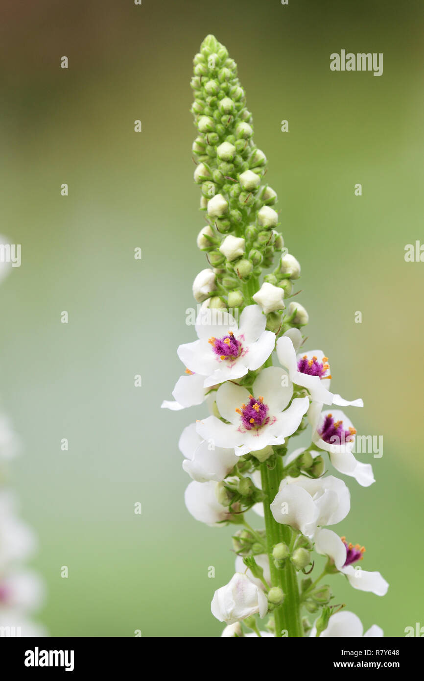 Close up of nettle leaf mullein (Verbascum chaixii) in bloom Stock ...