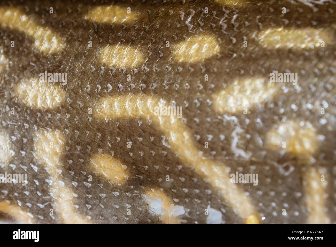 Caught pike hi-res stock photography and images - Alamy