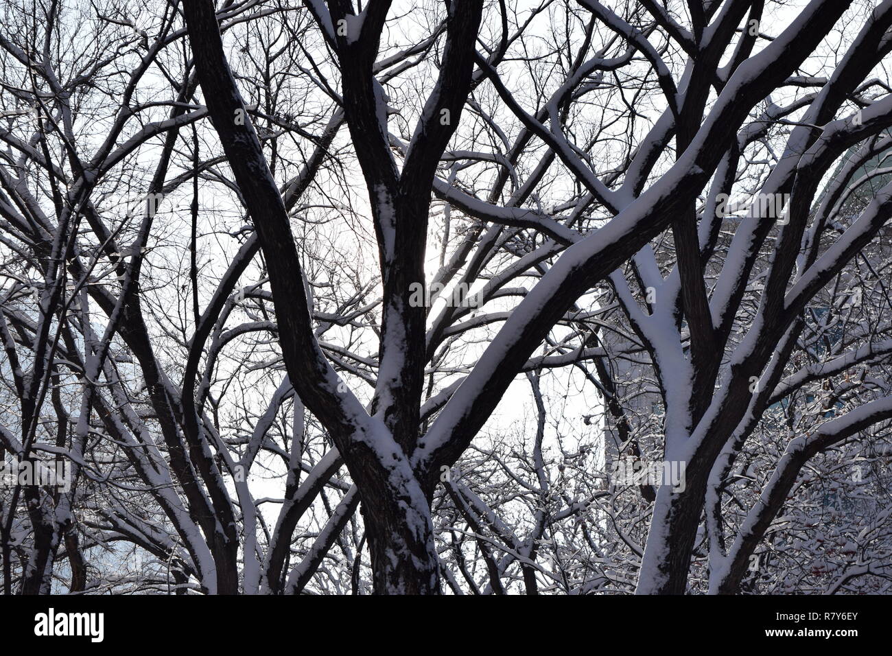 winter scenes from downtown Calgary Stock Photo - Alamy