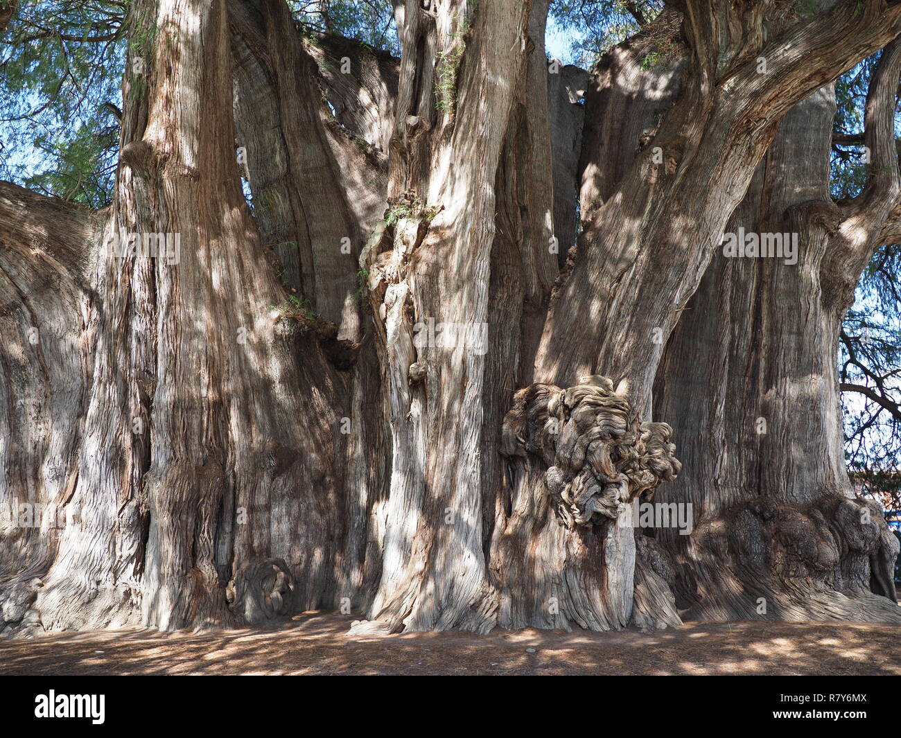 Stoutest trunk of the world of famous Montezuma cypress tree at Santa ...
