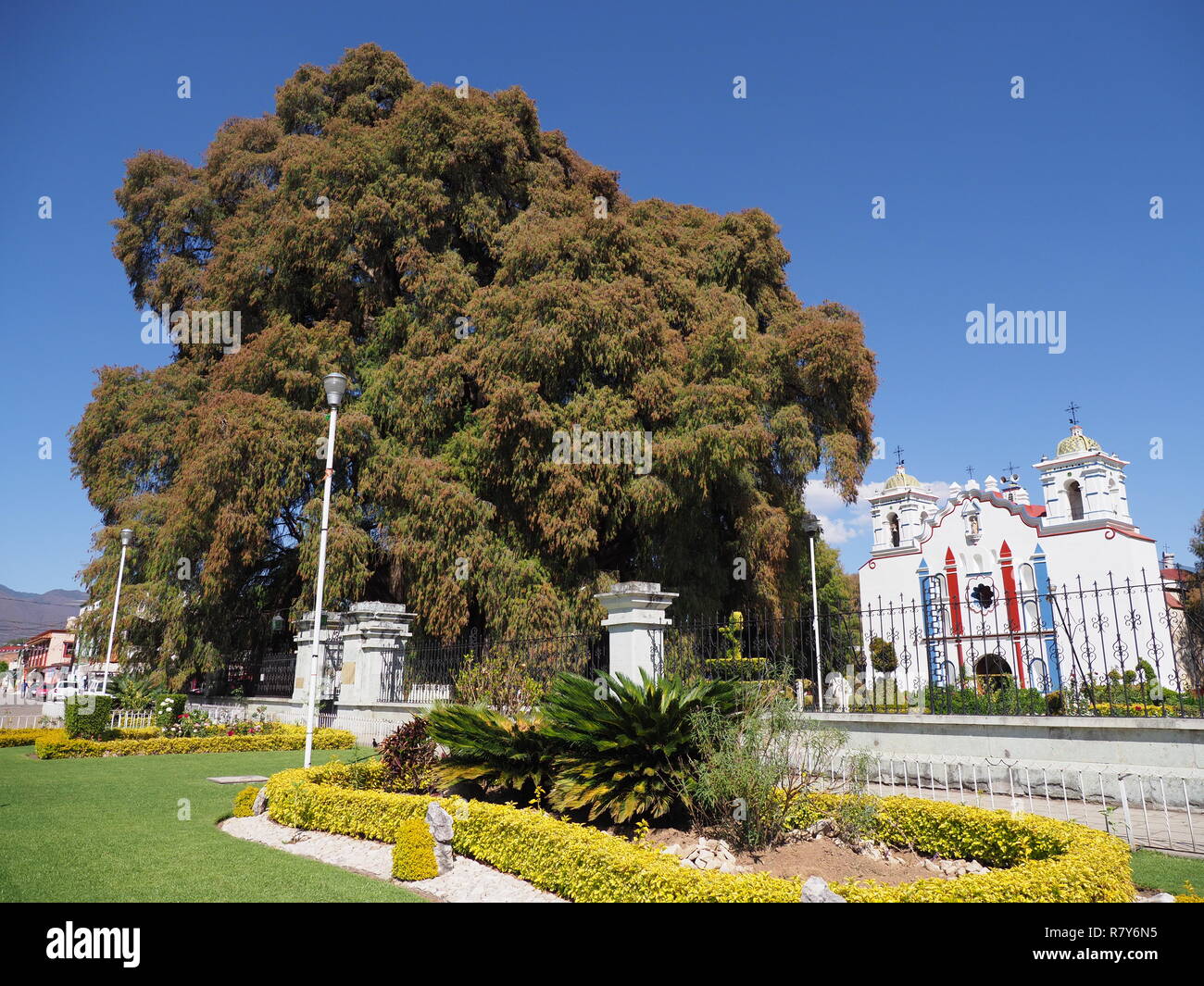 Scenic cypress tree with stoutest trunk and church on main square of ...
