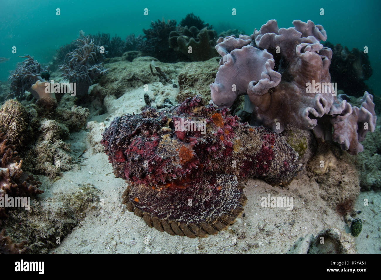 Stonefish fish coral reef underwater hi-res stock photography and ...