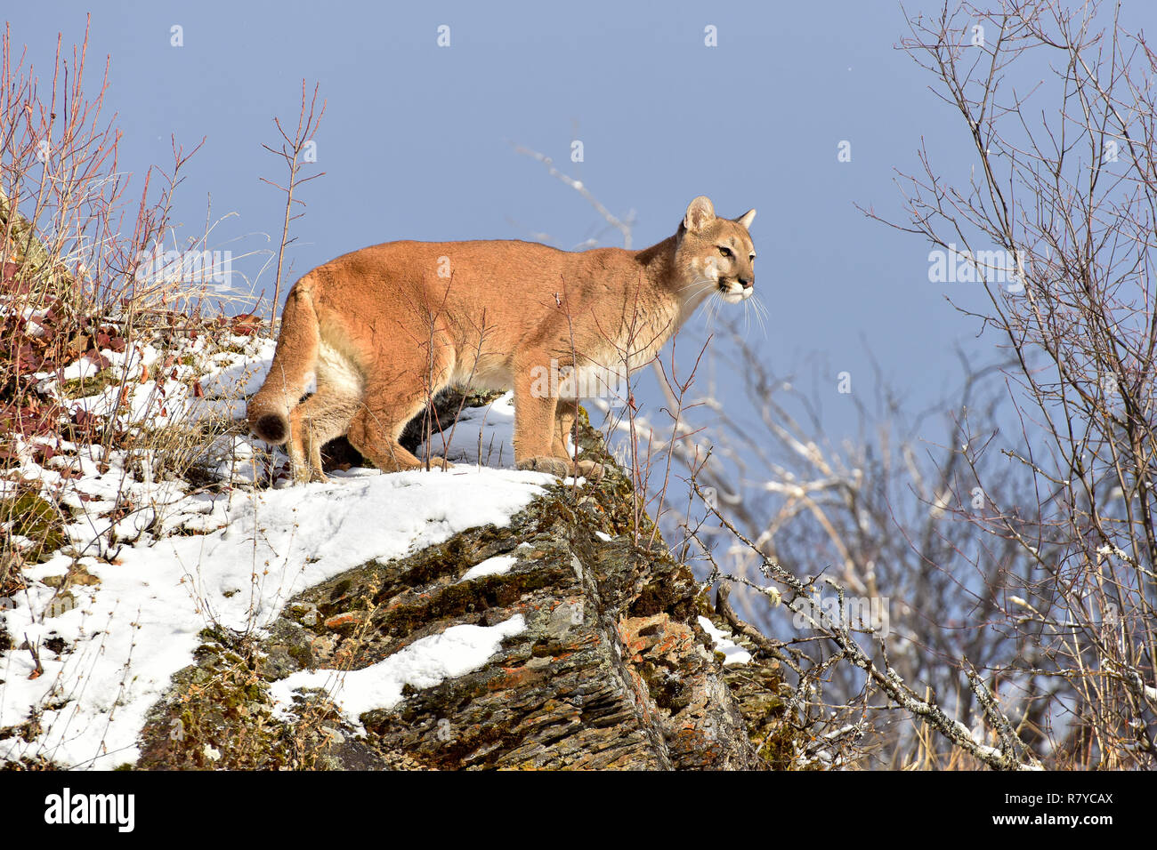 Snowy Mountain Ledge