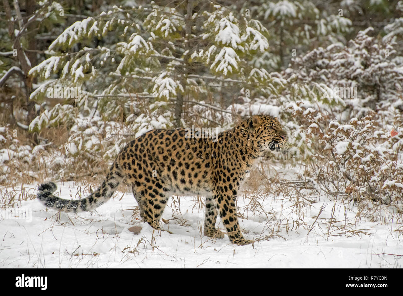Amur leopard hi-res stock photography and images - Alamy