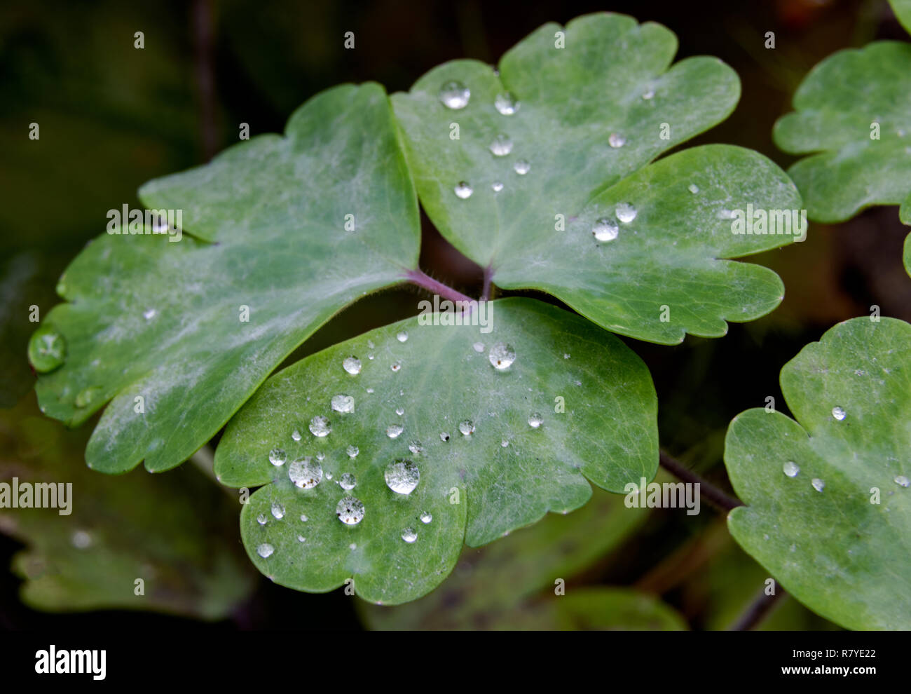 Wet Green forest floor leaves growing on a shrub after the rain Stock ...