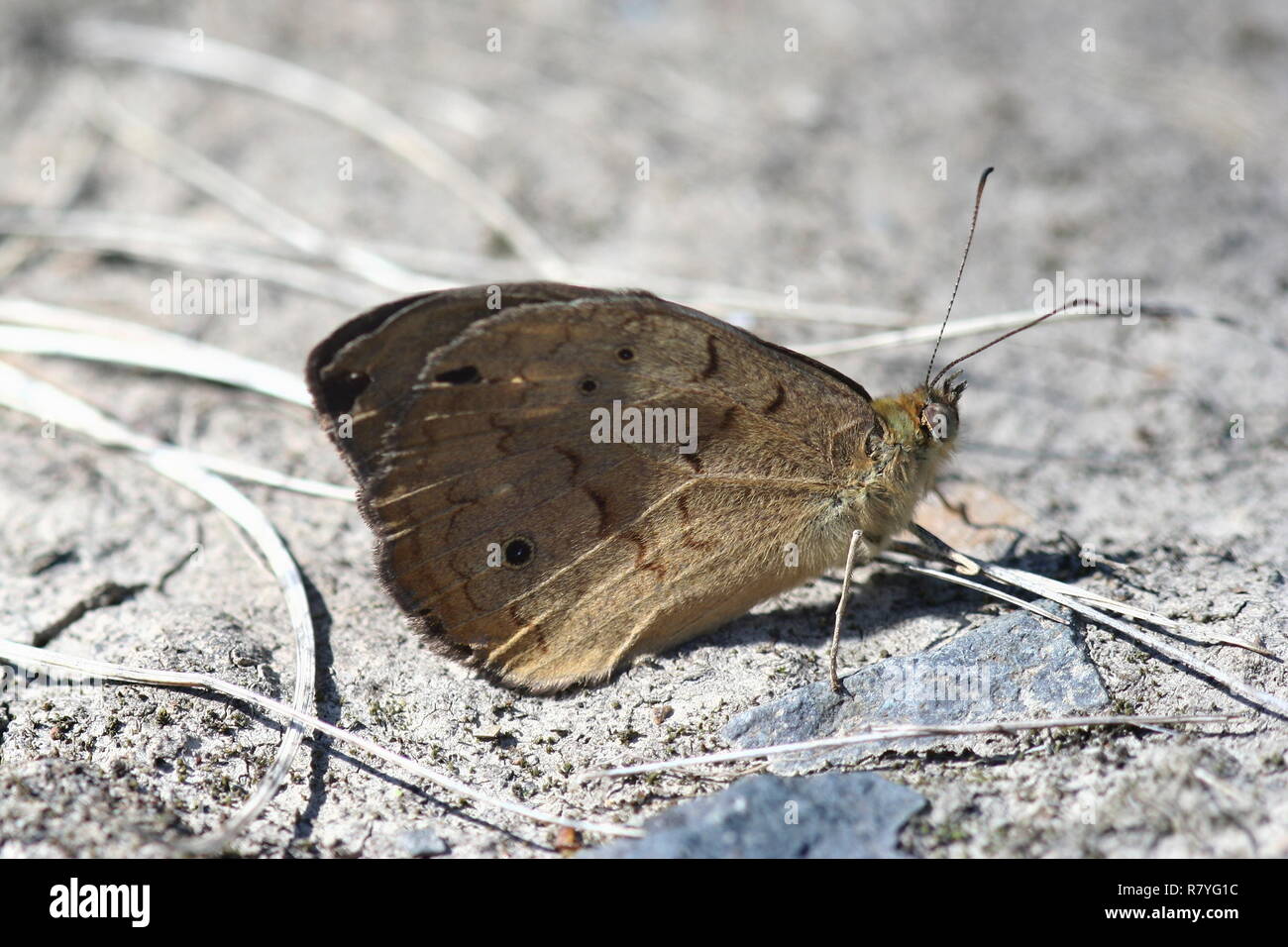 Merope Butterfly High Resolution Stock Photography and Images - Alamy