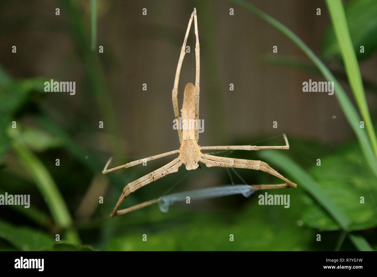 Net casting spider hi-res stock photography and images - Alamy