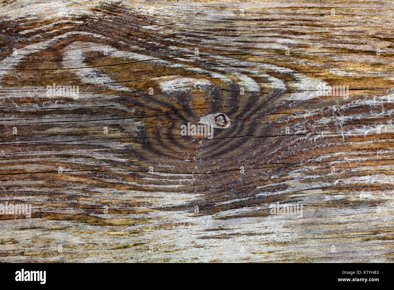 Structure from old wooden Background in Detail Stock Photo - Alamy