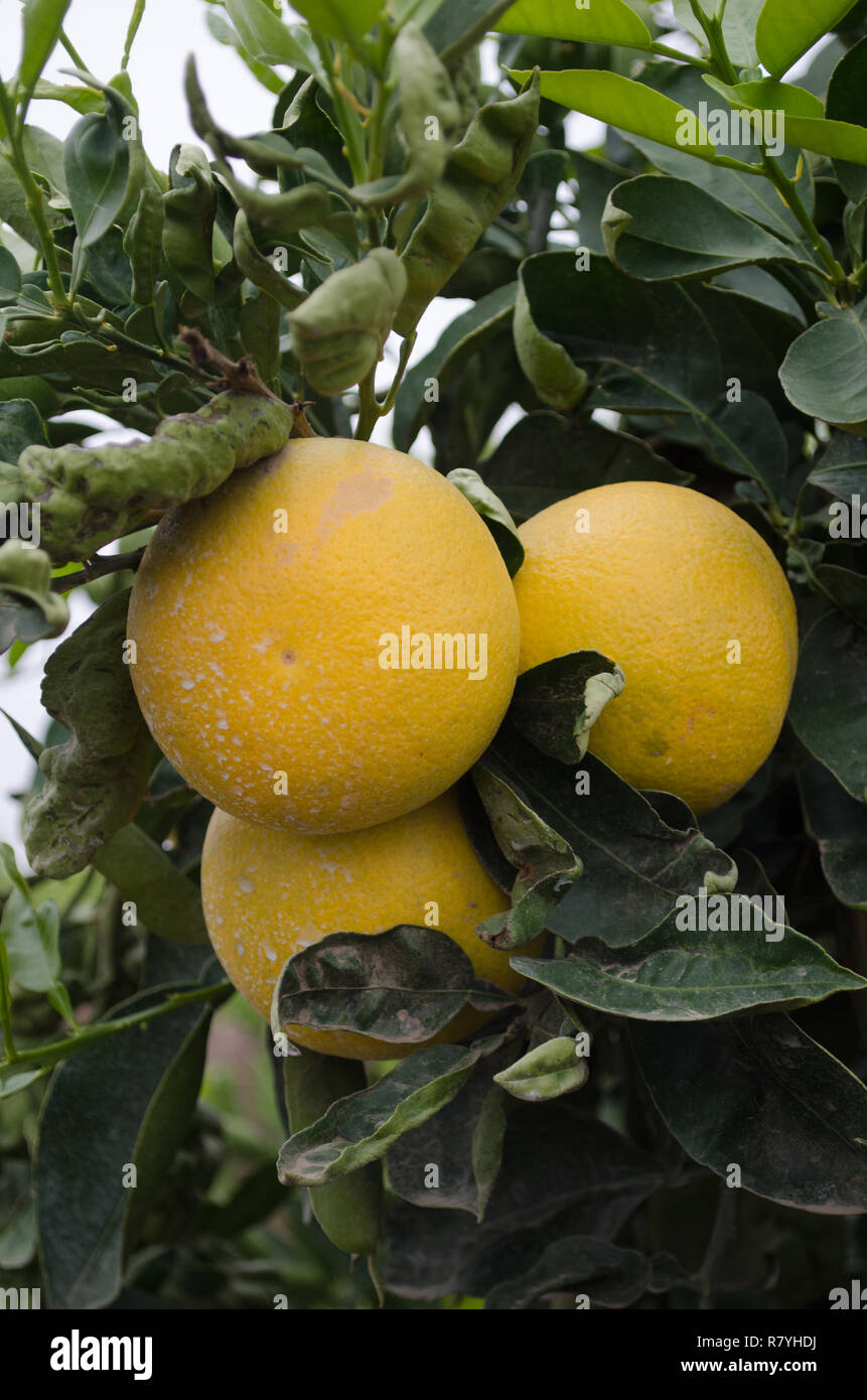 Grapefruit in a citrus grove, central California, ready for harvest ...