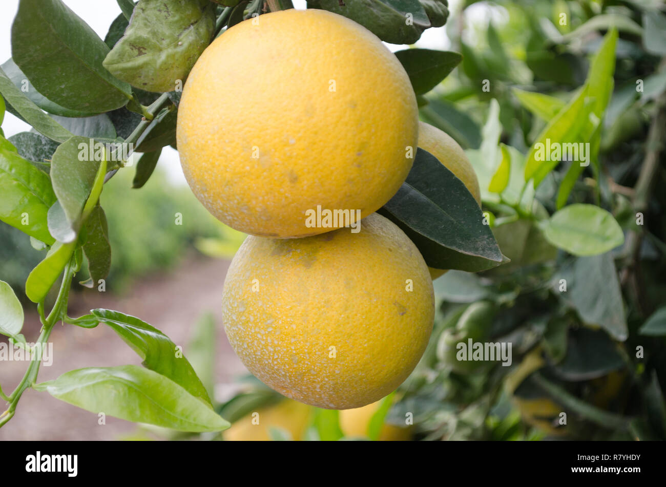 Grapefruit in a citrus grove, central California, ready for harvest ...
