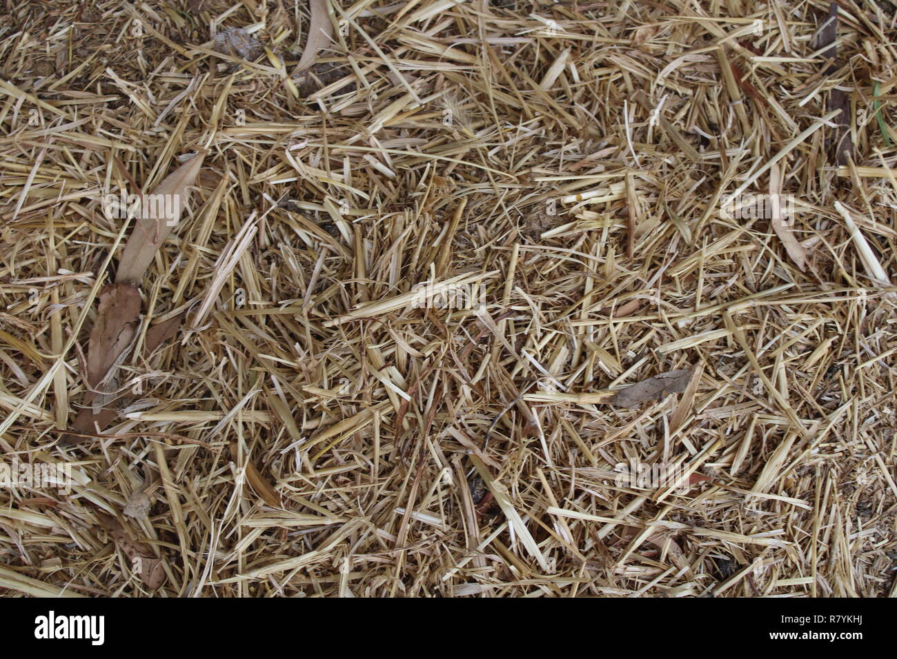 Barley Straw Background Stock Photo - Alamy