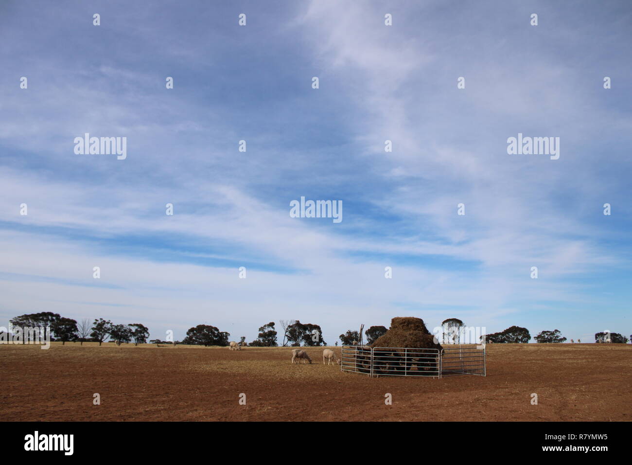 Drought feeding hi-res stock photography and images - Alamy