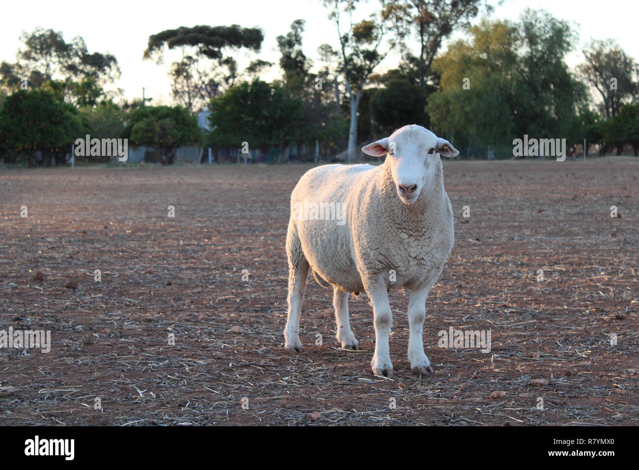 Suffolk sheep ram hi-res stock photography and images - Alamy