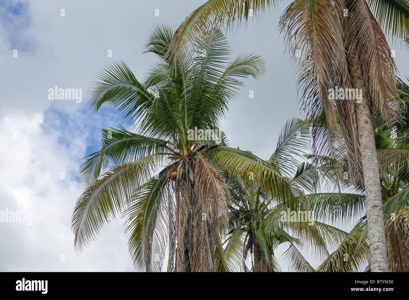 Plam tree wallpaper hi-res stock photography and images - Alamy
