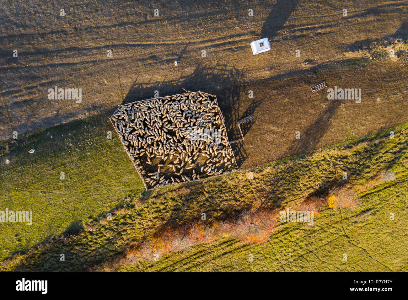 Herding sheep aerial hi-res stock photography and images - Alamy