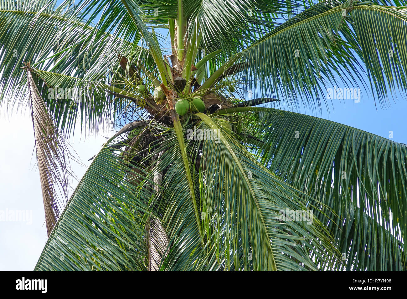 Coconut plam tree on a blue cloudy sky Stock Photo - Alamy