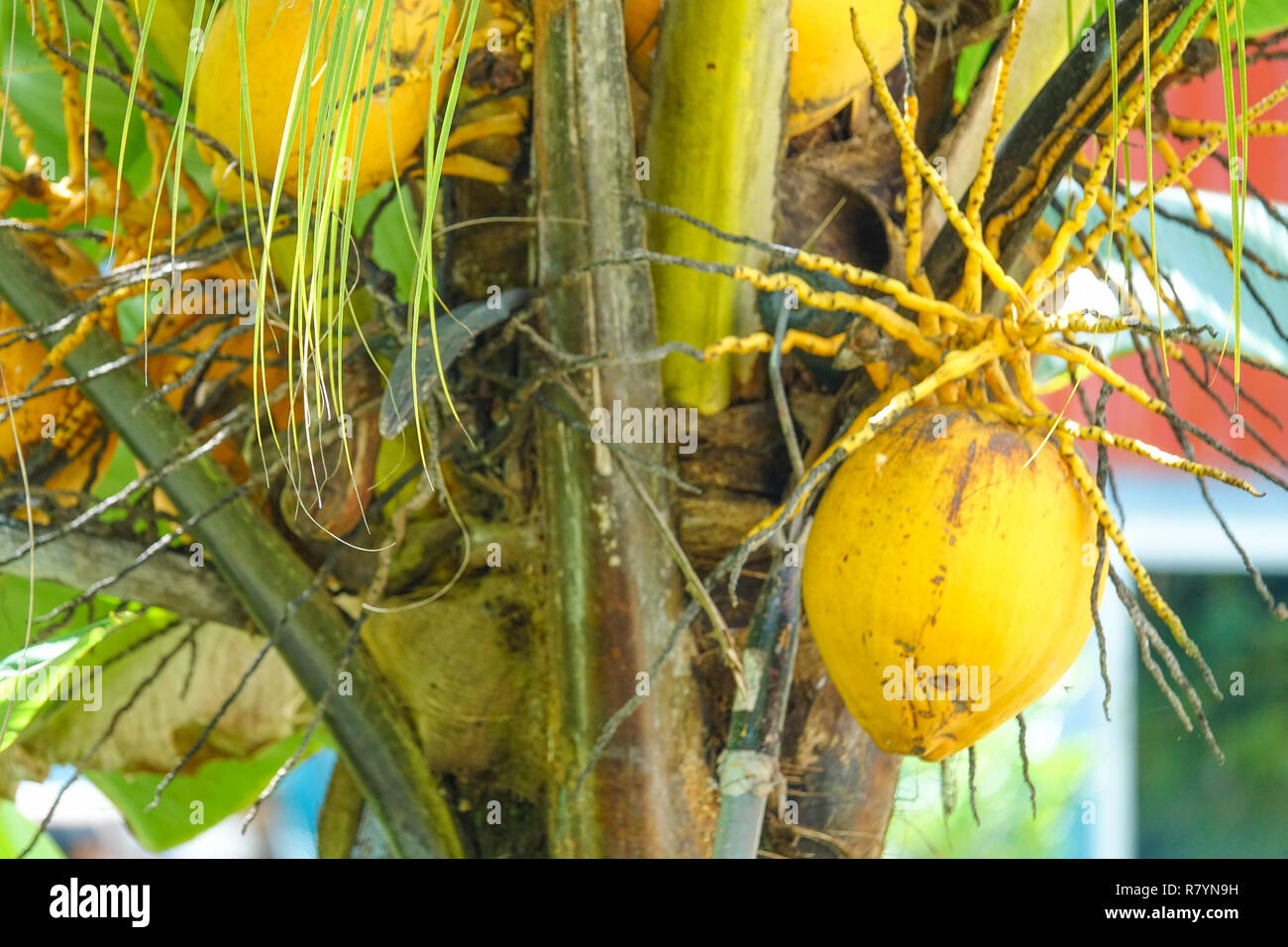 Coconut plam tree on a blue cloudy sky Stock Photo - Alamy