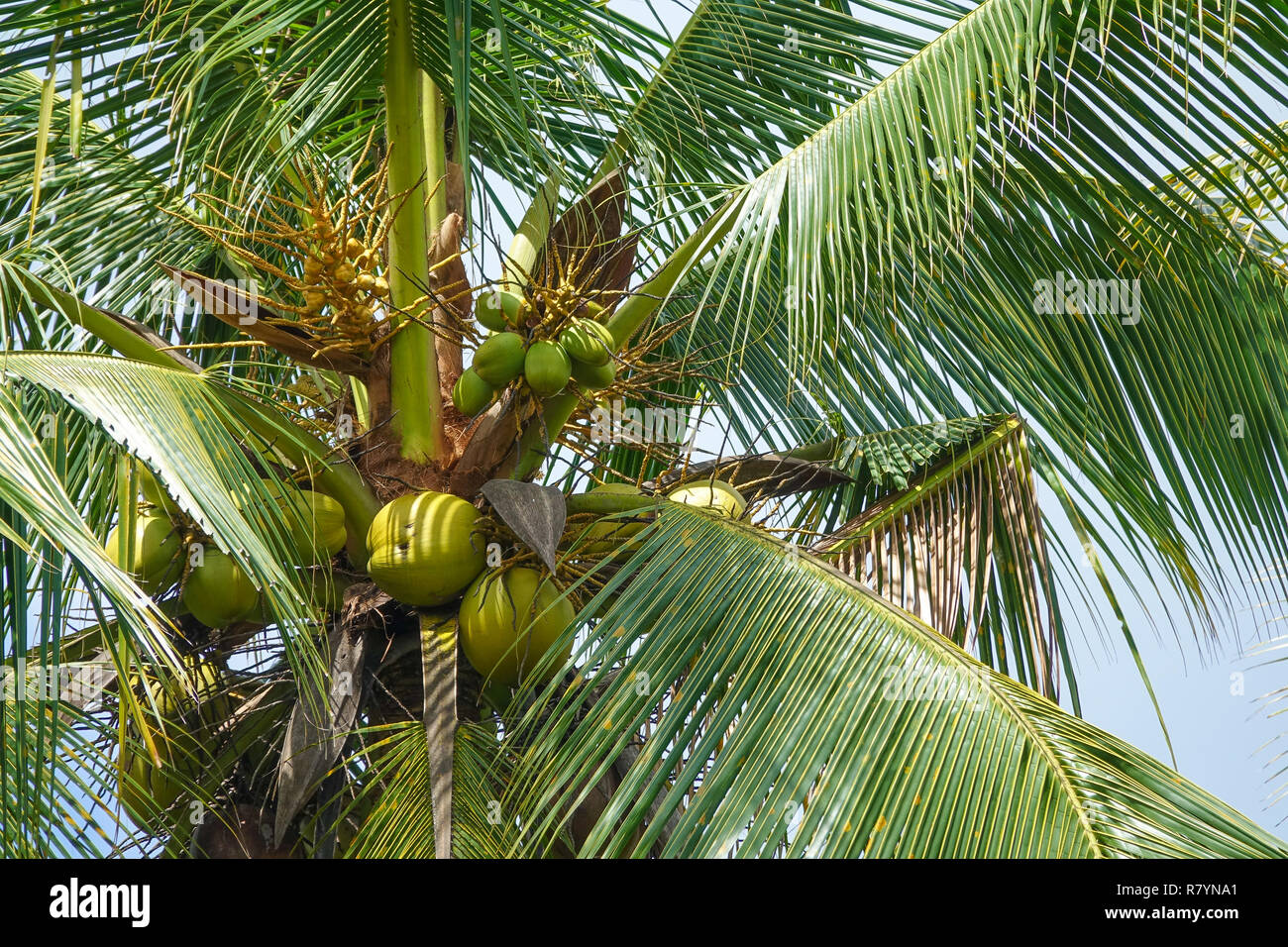 Coconut plam tree on a blue cloudy sky Stock Photo - Alamy