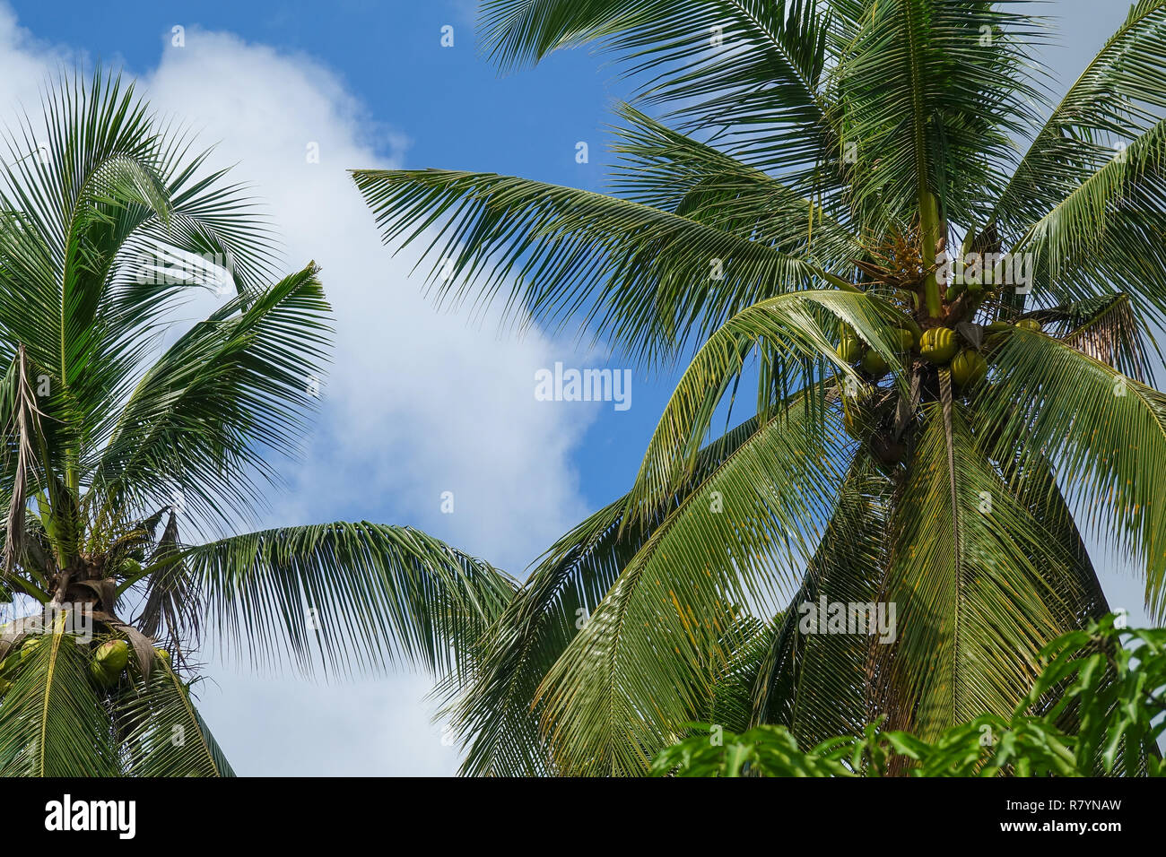 Coconut plam tree on a blue cloudy sky Stock Photo - Alamy