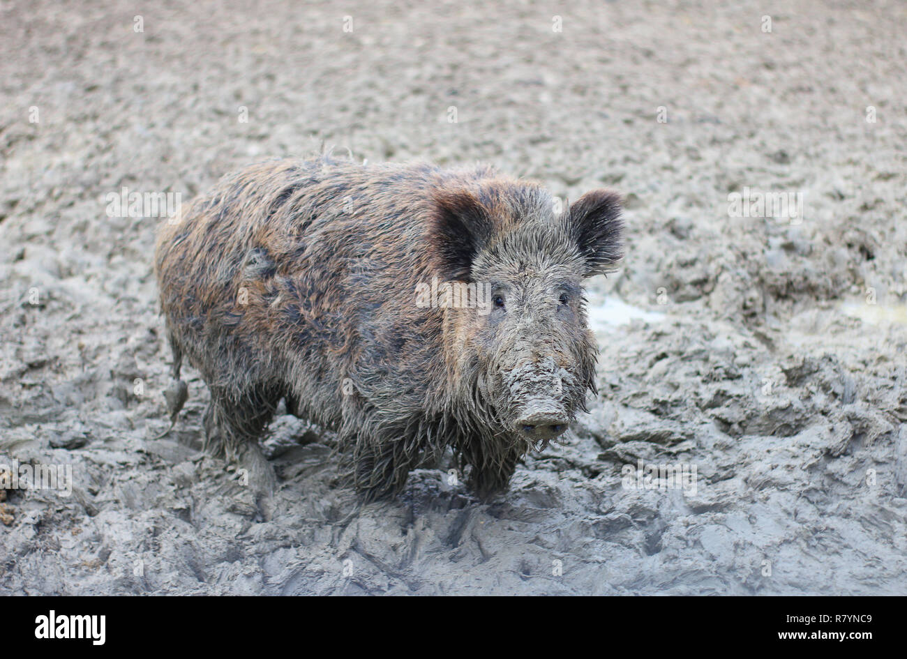 a wild boar in the mud Stock Photo - Alamy