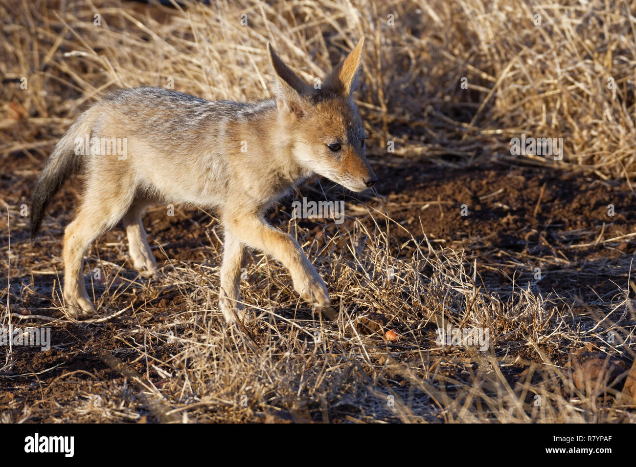 Black-backed jackal (Canis mesomelas), cub, walking on arid ground ...