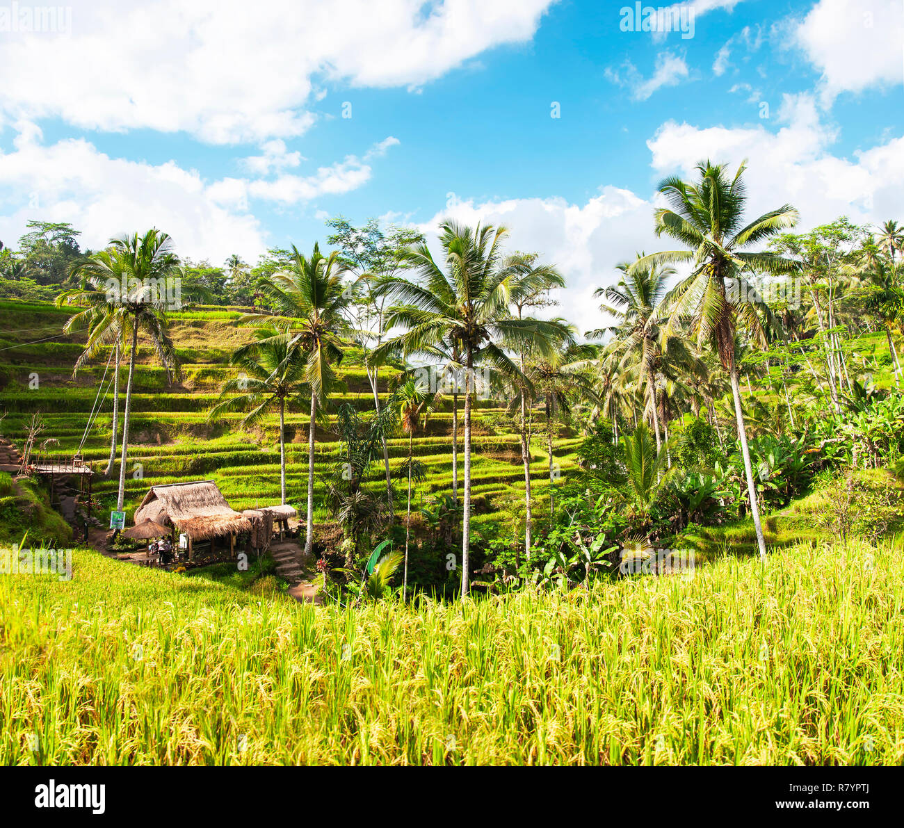 Tegallalang Rice Terraces. Ubud, Bali, Indonesia. Beautiful green rice ...