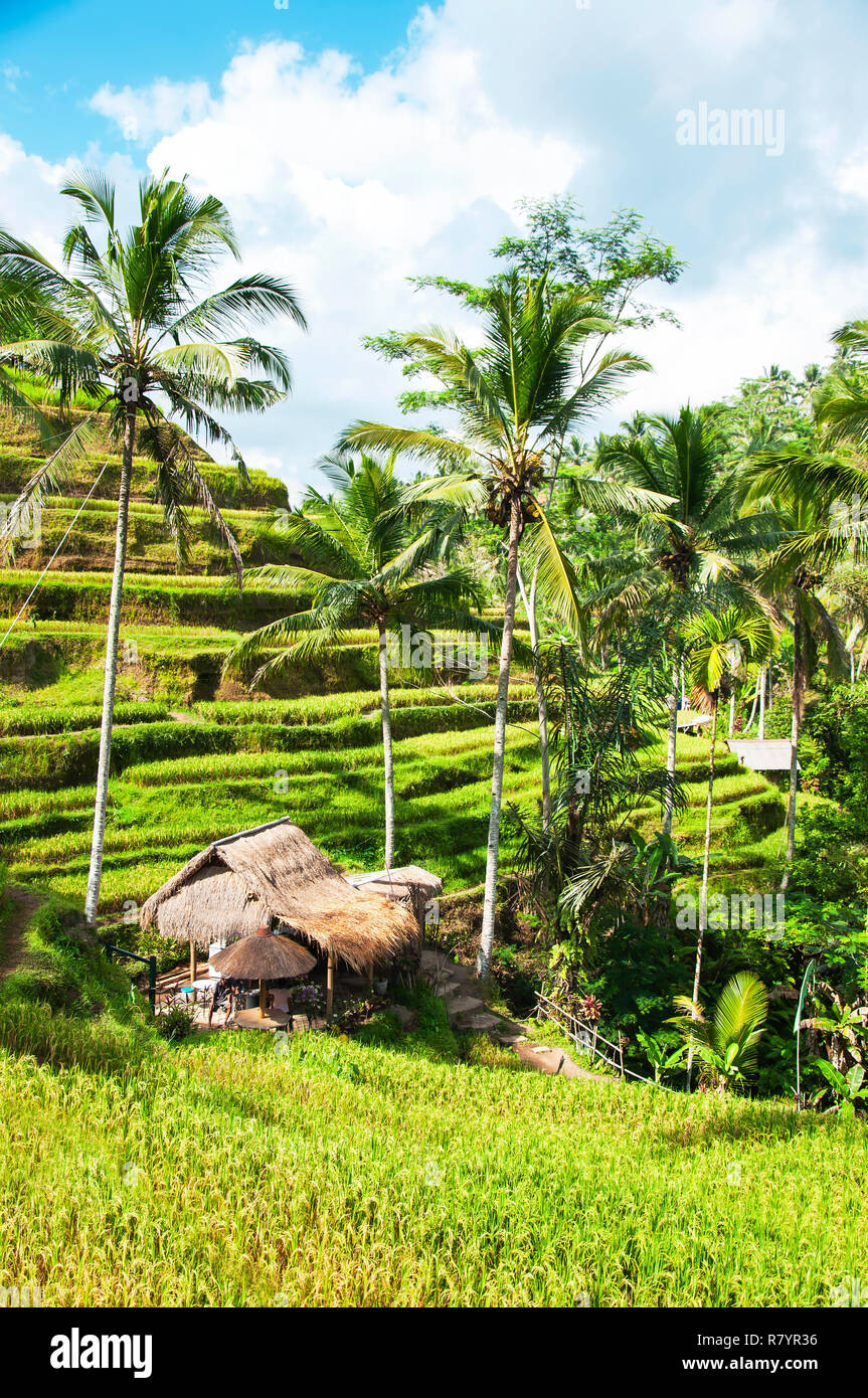 Tegallalang Rice Terraces. Ubud, Bali, Indonesia. Beautiful green rice ...