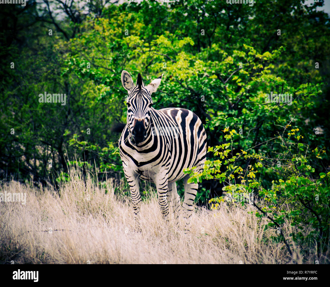 Pregnant zebra hi-res stock photography and images - Alamy
