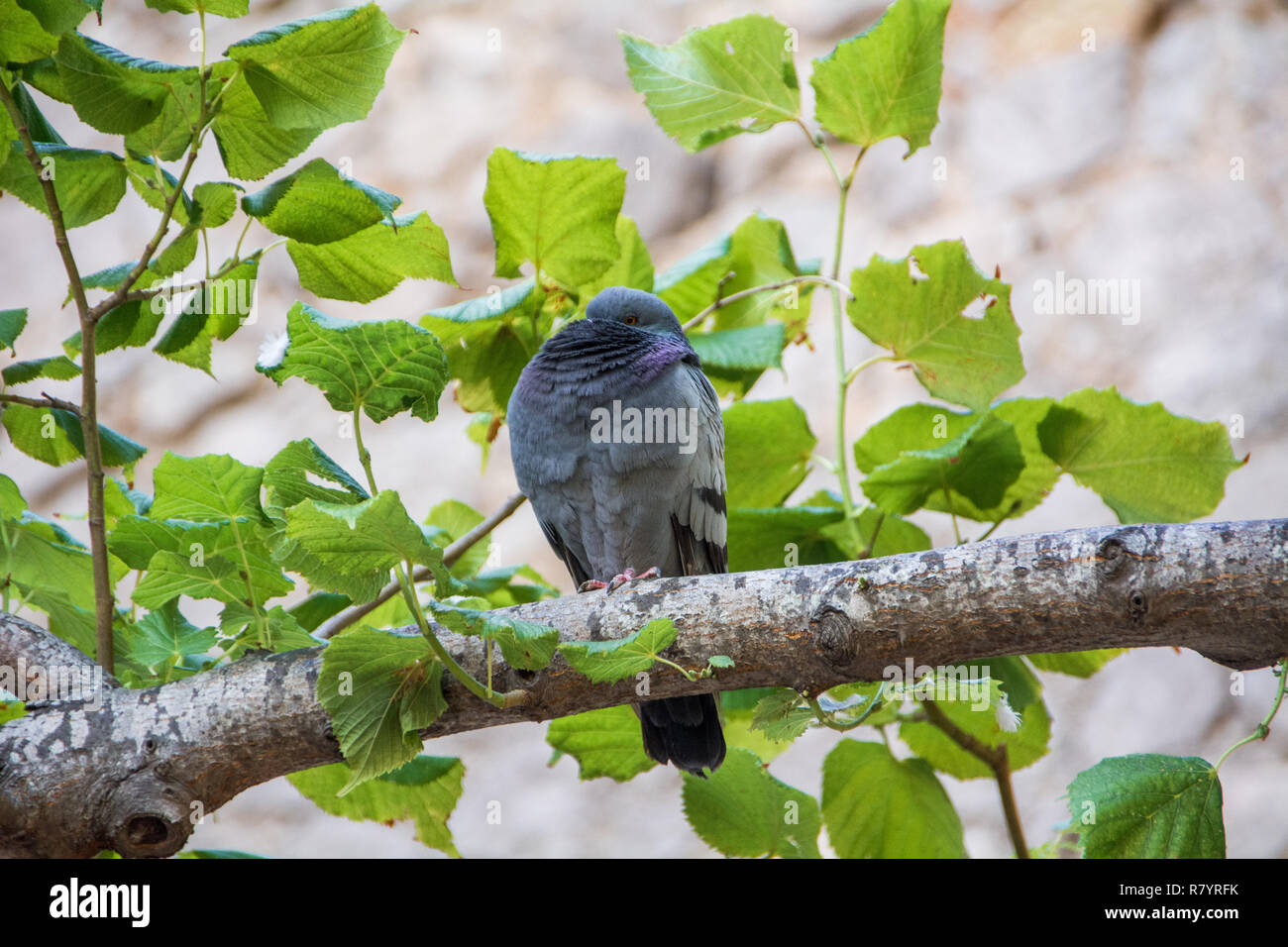 Funny dove sitting on a branch and hiding his head Stock Photo - Alamy
