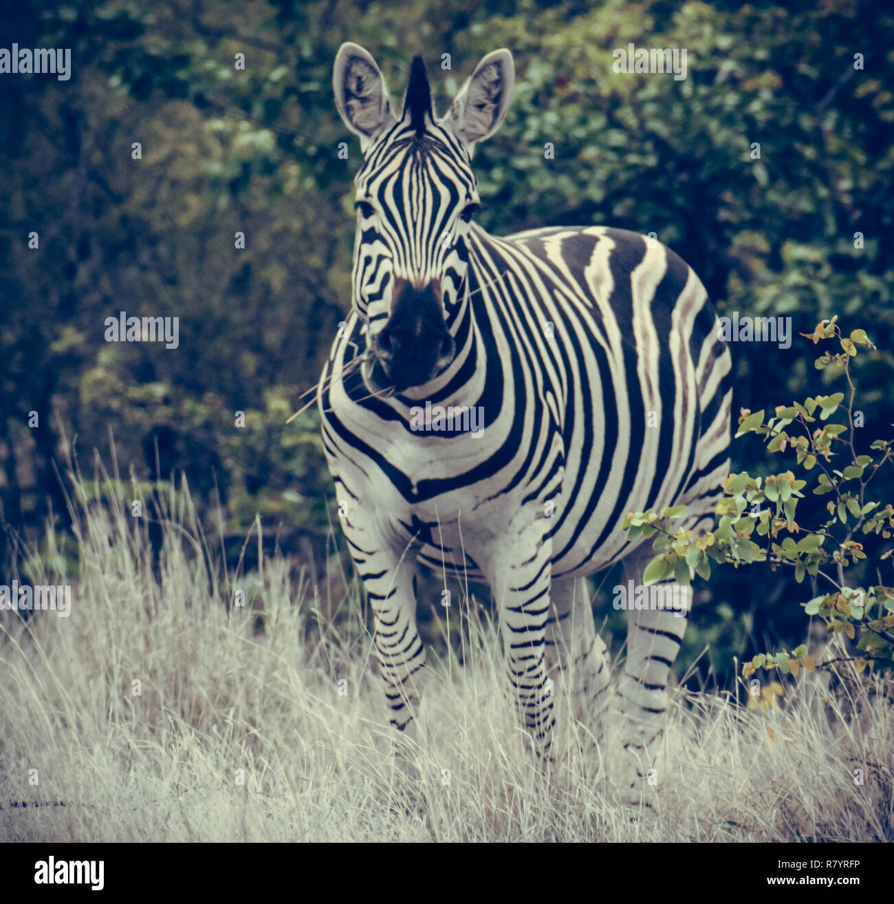 National geography hi-res stock photography and images - Alamy