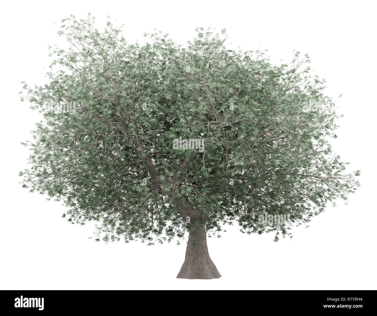 Olive tree Cut Out Stock Images & Pictures - Alamy