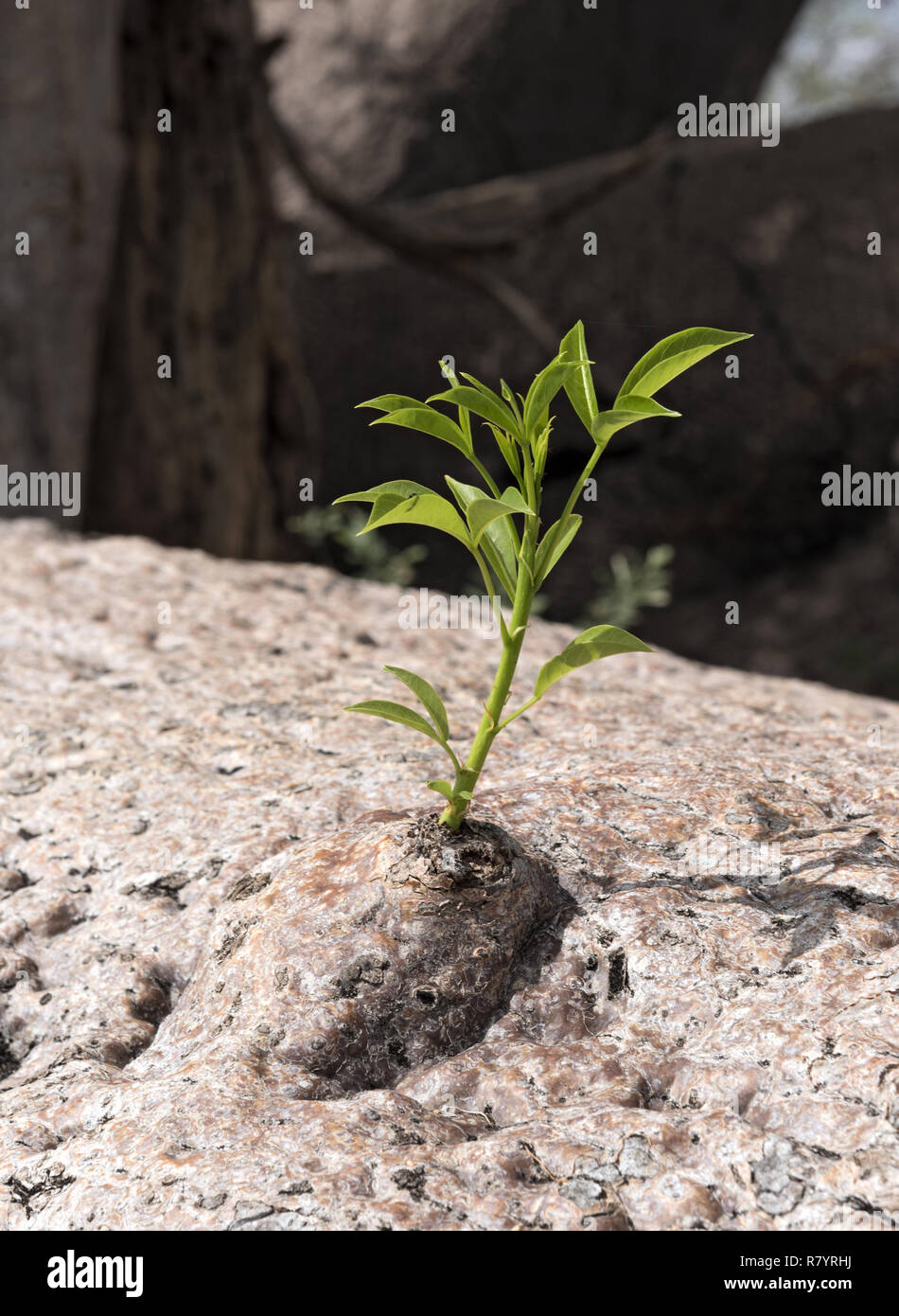Cut tree sprout hi-res stock photography and images - Alamy