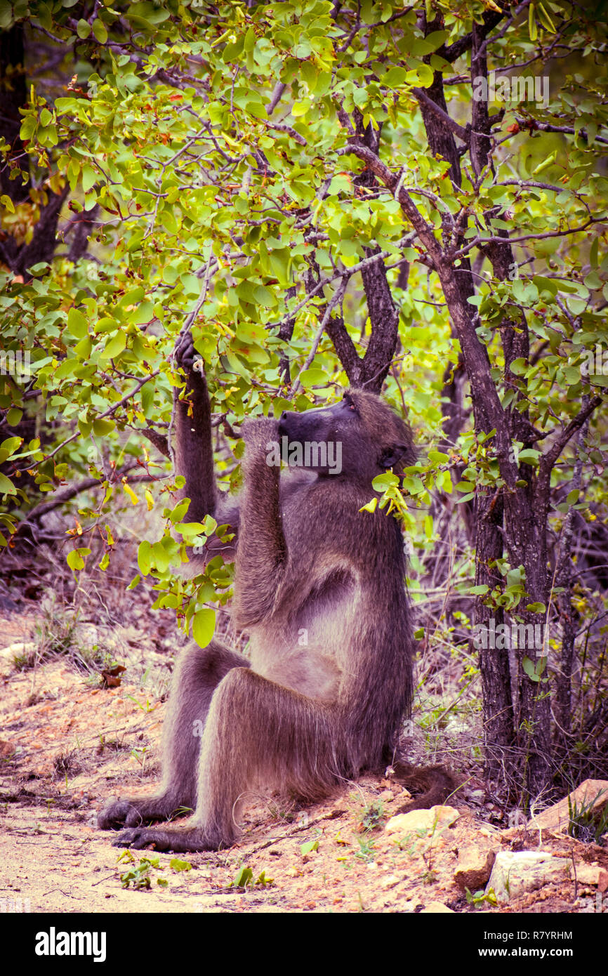 Monkey Eating Lunch Stock Photo - Alamy