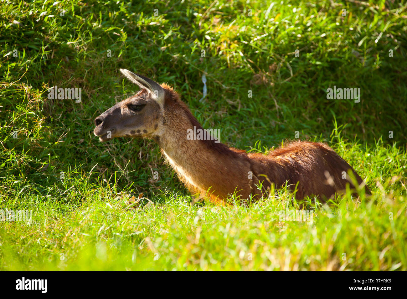 Amazonian village hi-res stock photography and images - Alamy