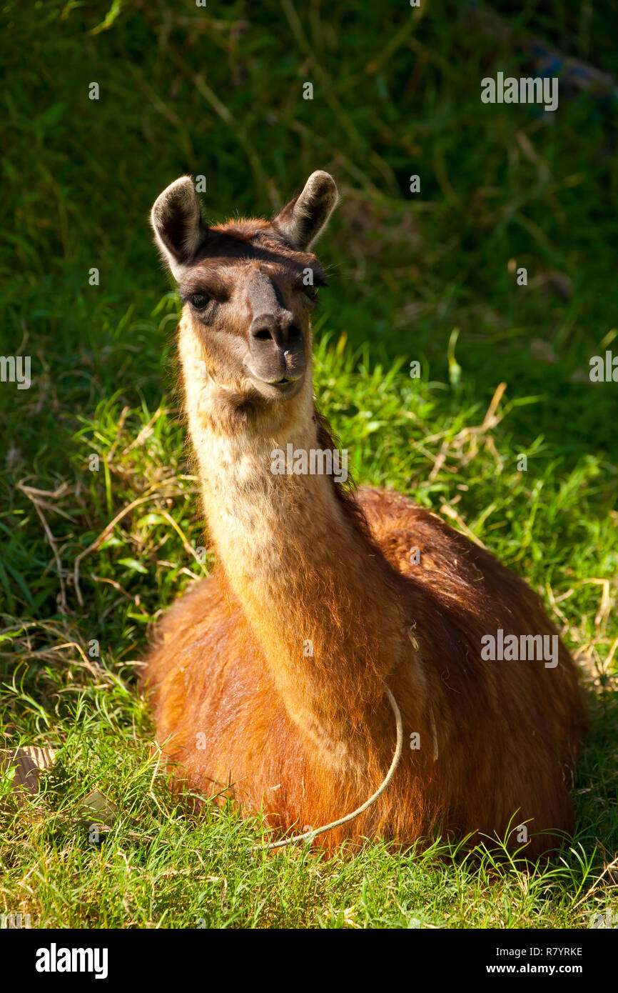 Amazonian village hi-res stock photography and images - Alamy