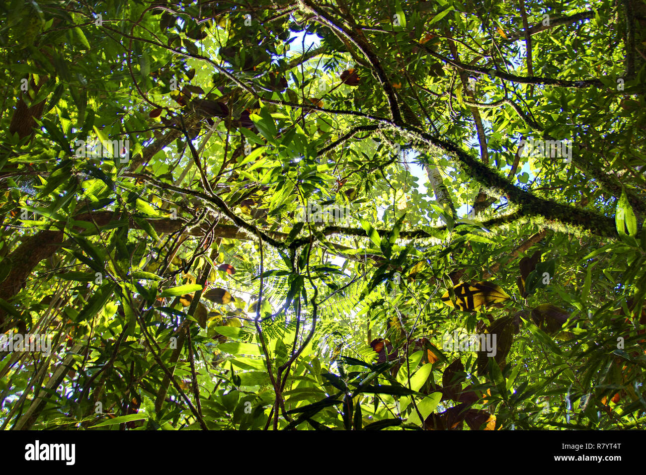 Primary forest of Tahiti island, French Polynesia Stock Photo - Alamy