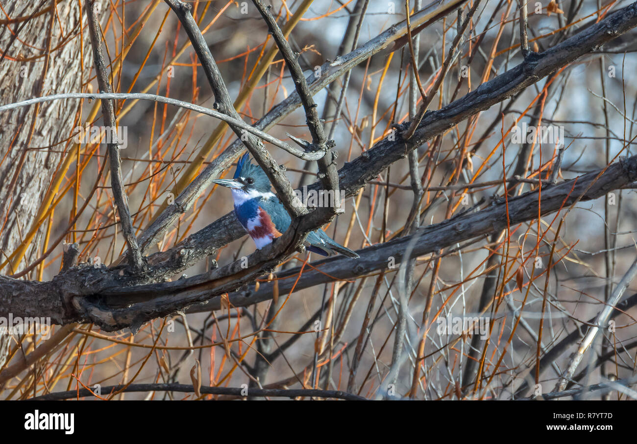 Female Belted Kingfisher (Megaceryle alcyon) sitting in Cottonwood tree ...